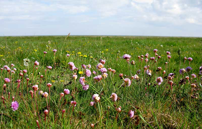 Hjejler i flok | Hold pulsen oppe!