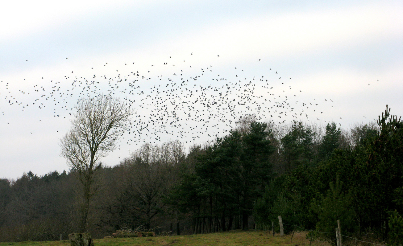 Rådved Kær | Hold pulsen oppe!