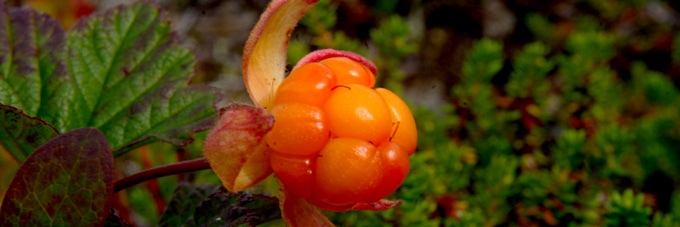 Forside. Hold pulsen oppe!